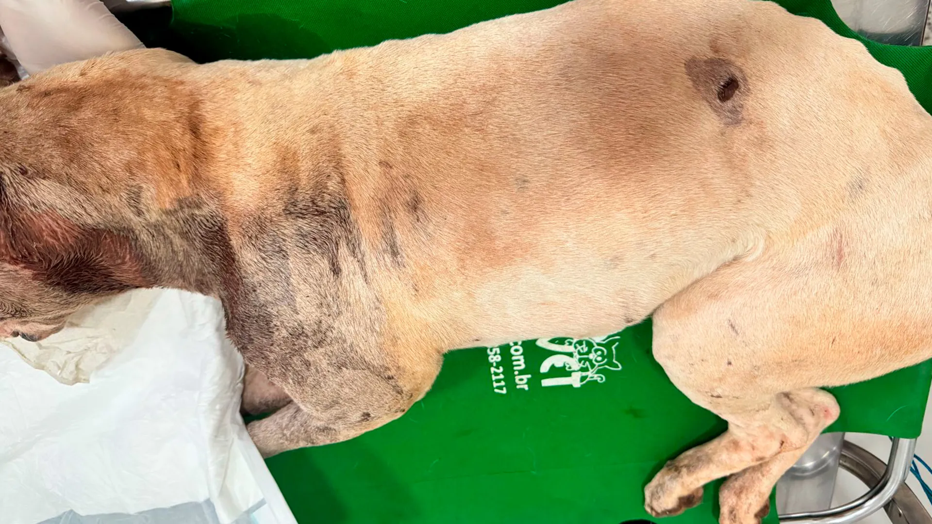 Imagem de animal ferido é utilizada para aplicar golpe e grupo informa ...